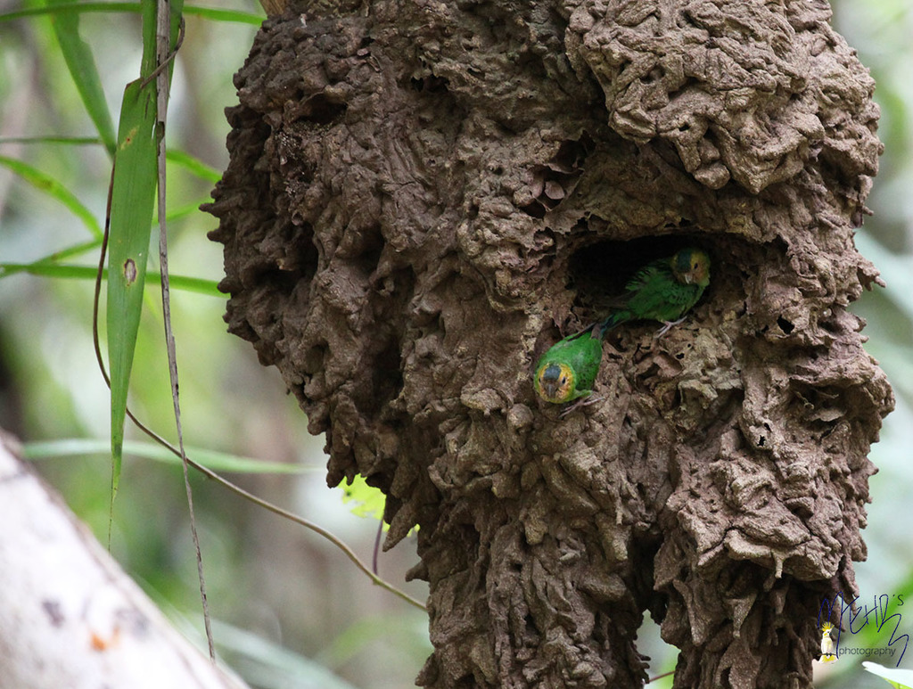 Buff-faced Pygmy-Parrot (Micropsitta pusio) - Avian Discovery