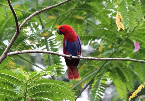Biak Eclectus (Subspecies Eclectus roratus biaki) · iNaturalist
