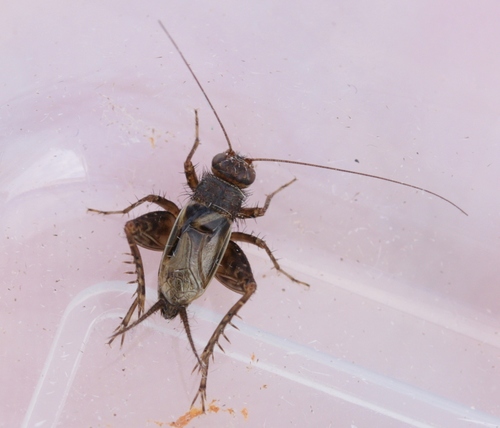 Small Ground Crickets (Genus Neonemobius) · iNaturalist