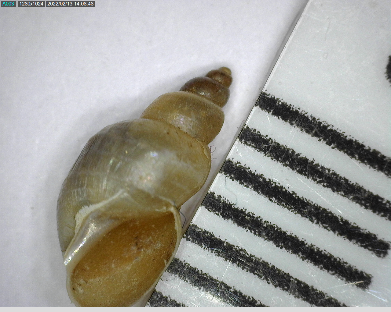 Galba truncatula (O.F.Müller, 1774)