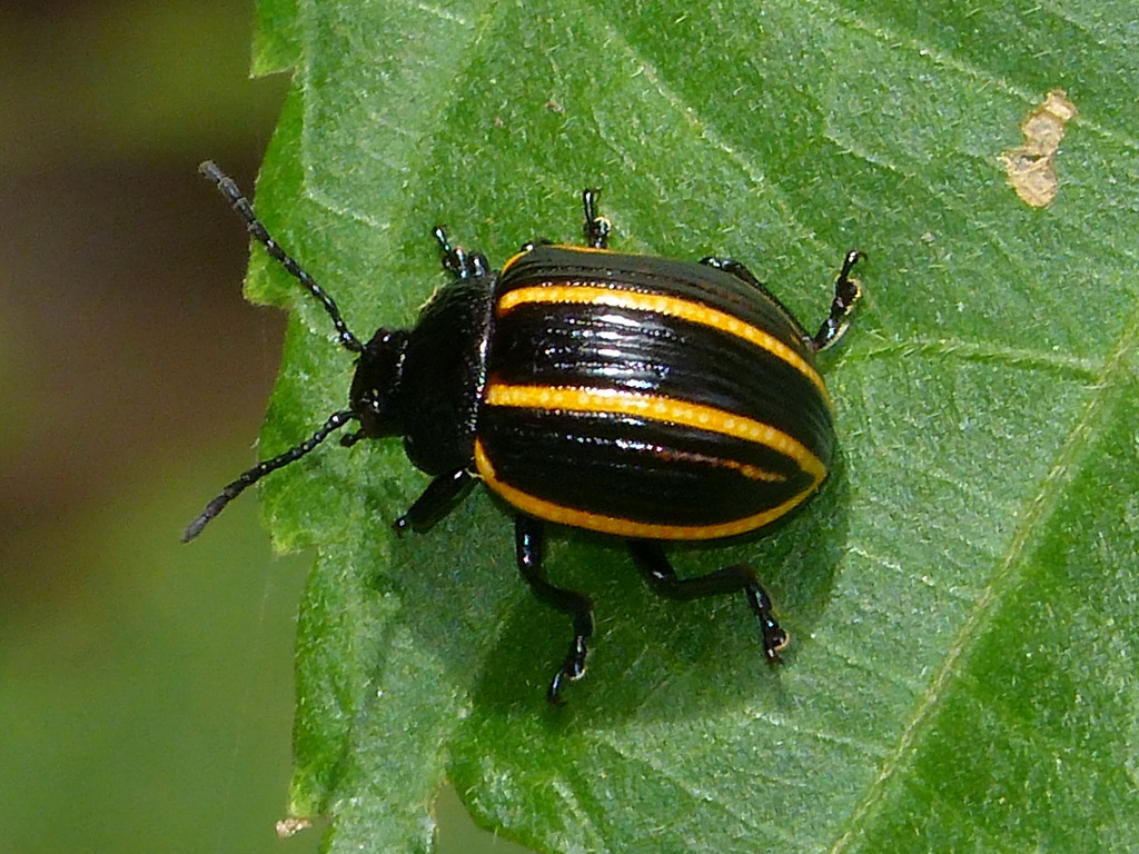 Doryphorina from Morona, Ecuador on February 10, 2022 at 11:46 AM by ...