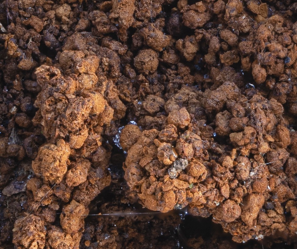 Insects in February 2022 by Timo Viitanen. Lahon koivun rungolla ...