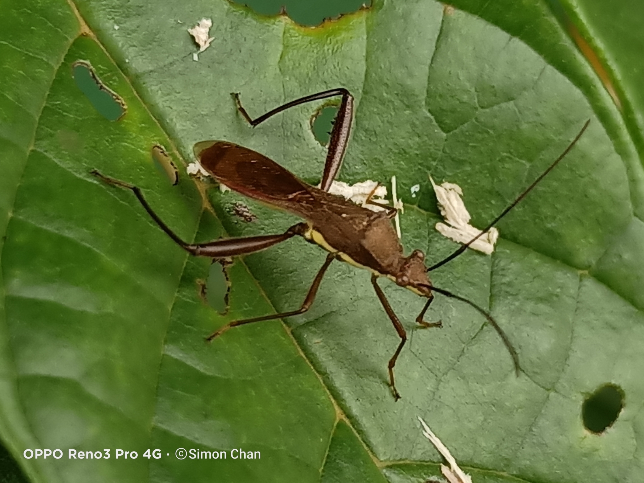 Riptortus linearis (Fabricius, 1775)