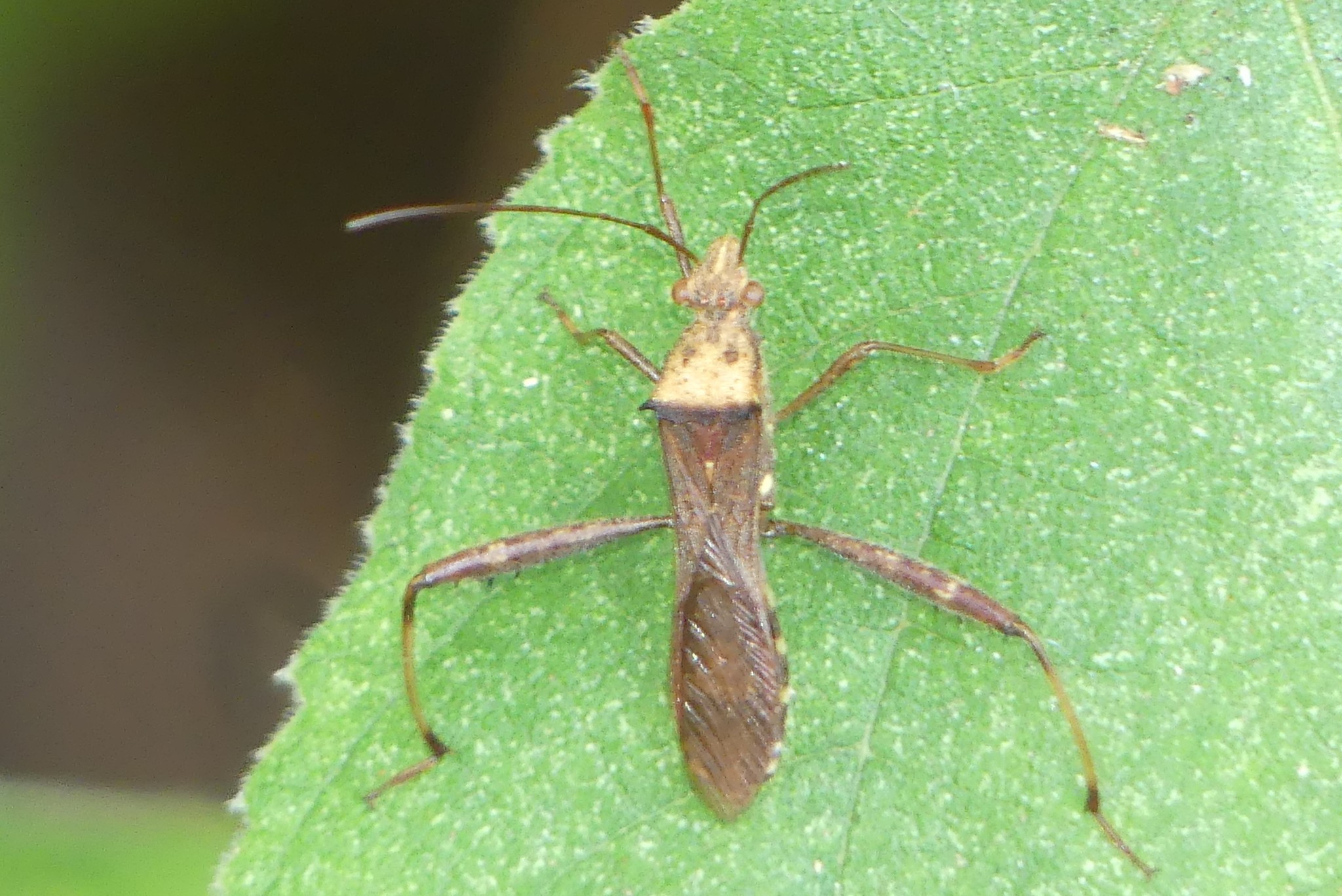 Riptortus pedestris (Fabricius, 1775)