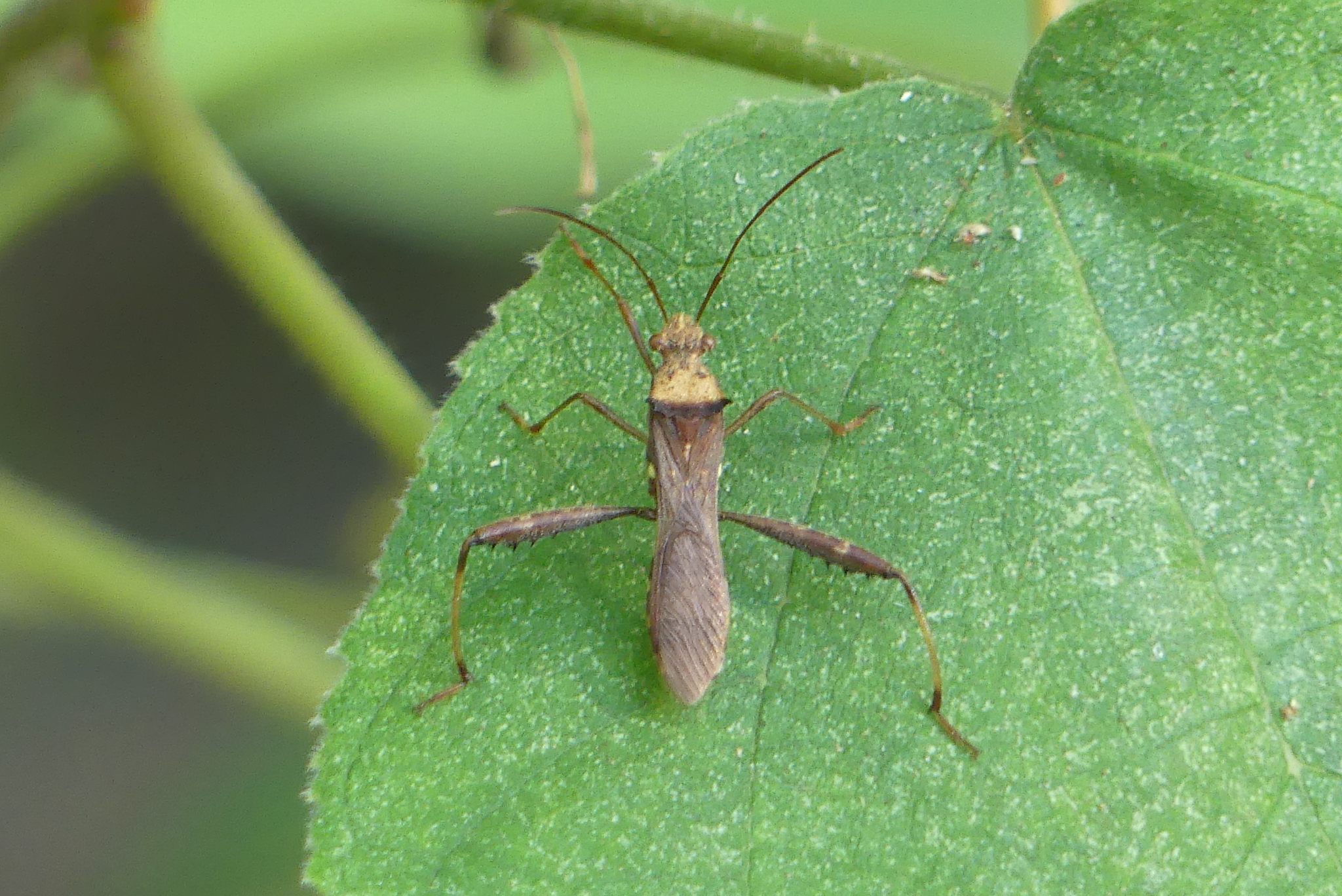 Riptortus pedestris (Fabricius, 1775)