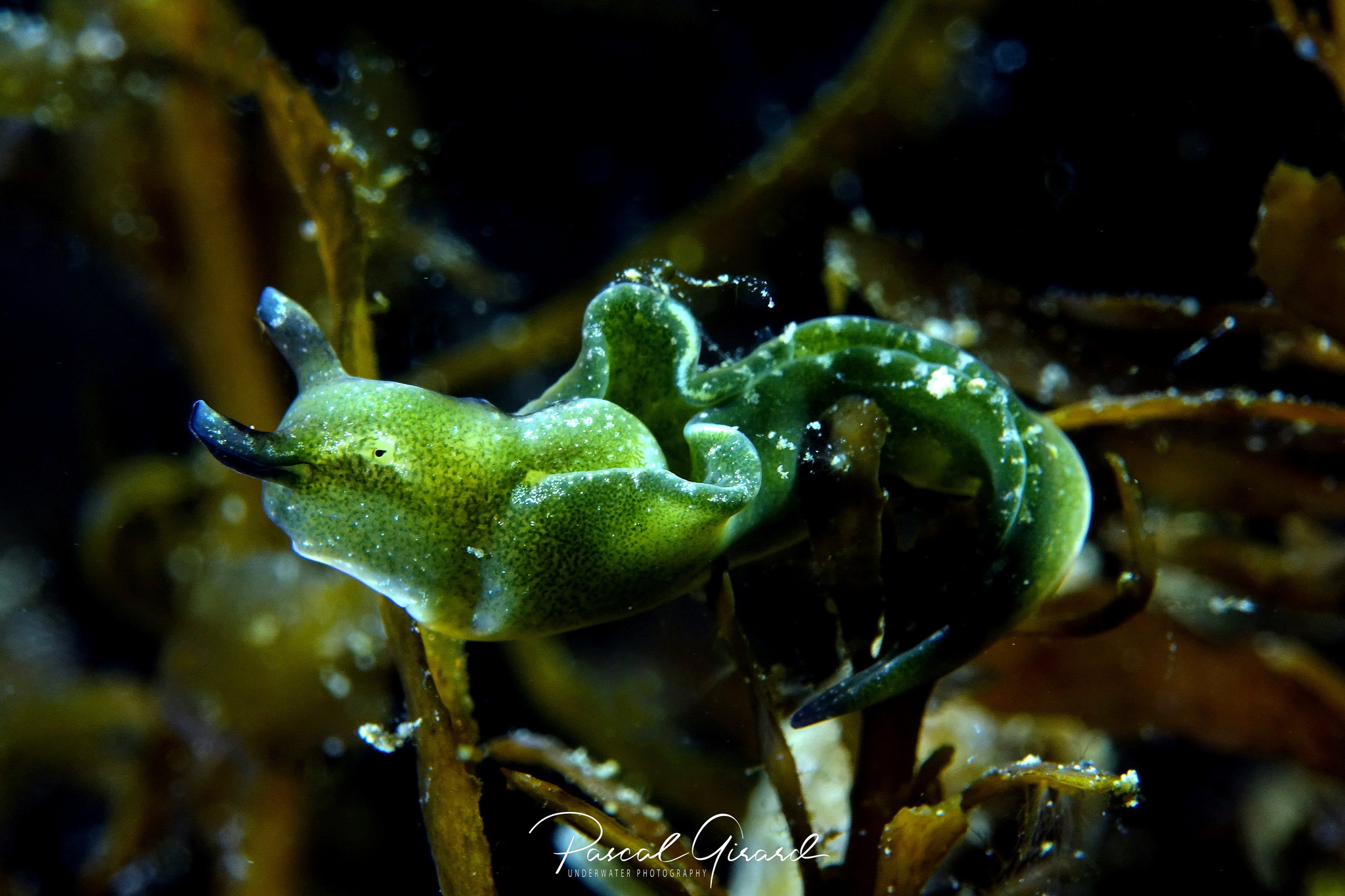 Elysia viridis (Montagu, 1804)