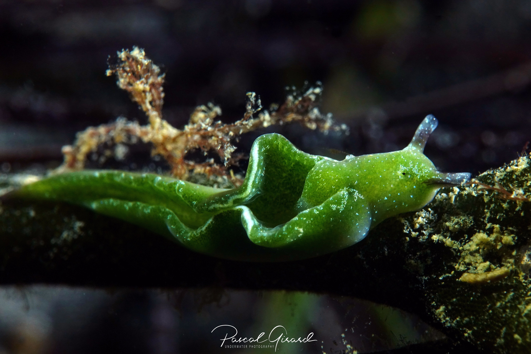 Elysia viridis (Montagu, 1804)