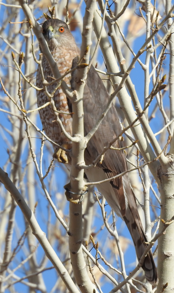Cooper's Hawk from Socorro County, NM, USA on February 12, 2022 at 04: ...