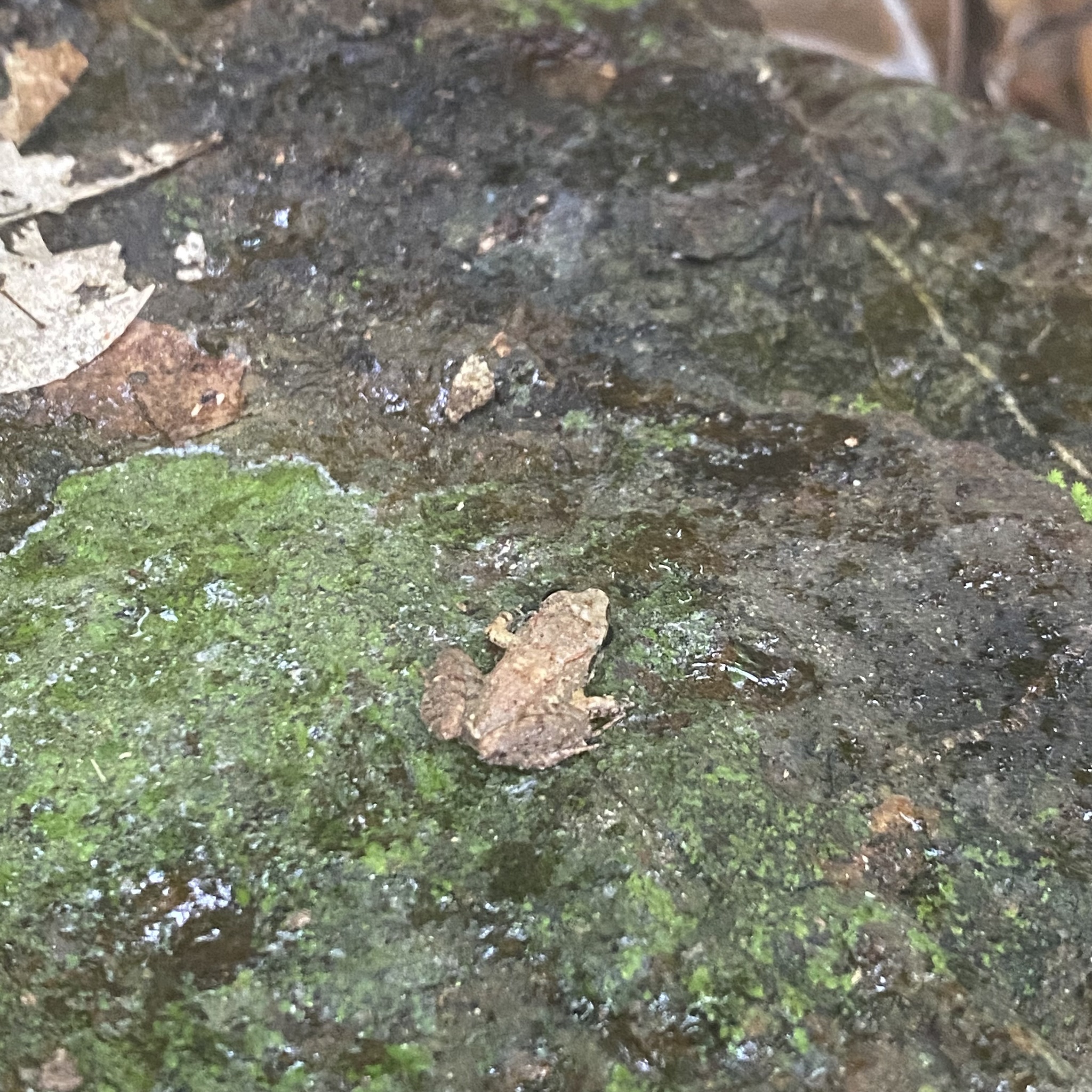 Limnonectes hascheanus (Stoliczka, 1870)