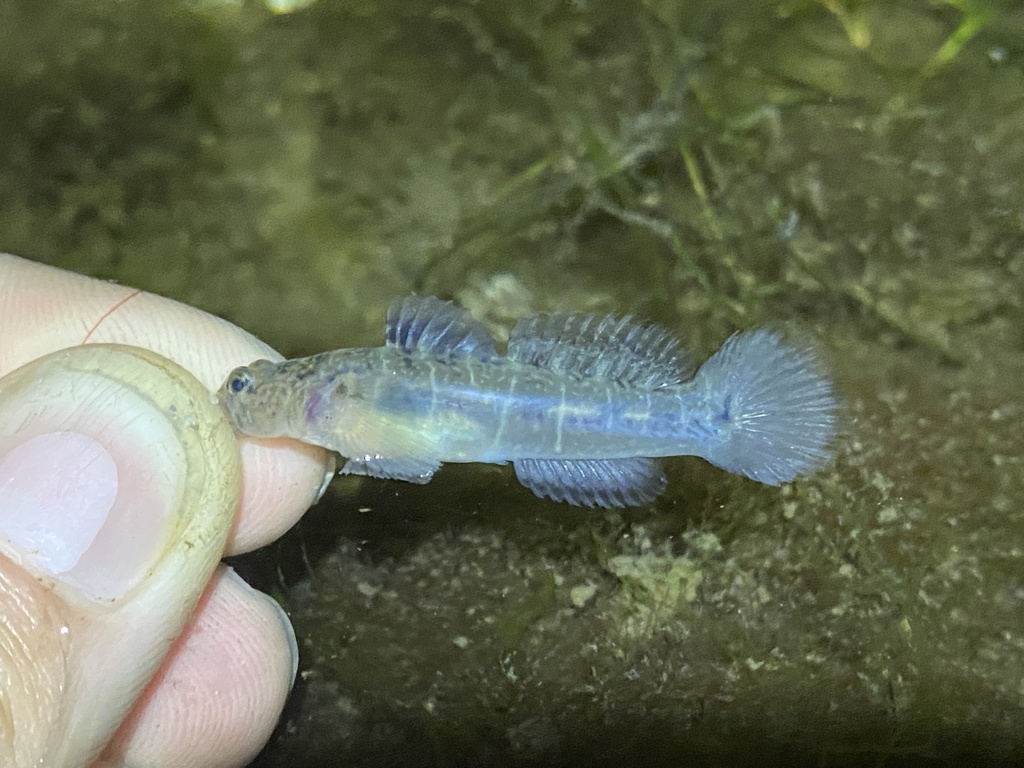 Naked Goby (Gobiosoma bosc) - Marine Life Identification