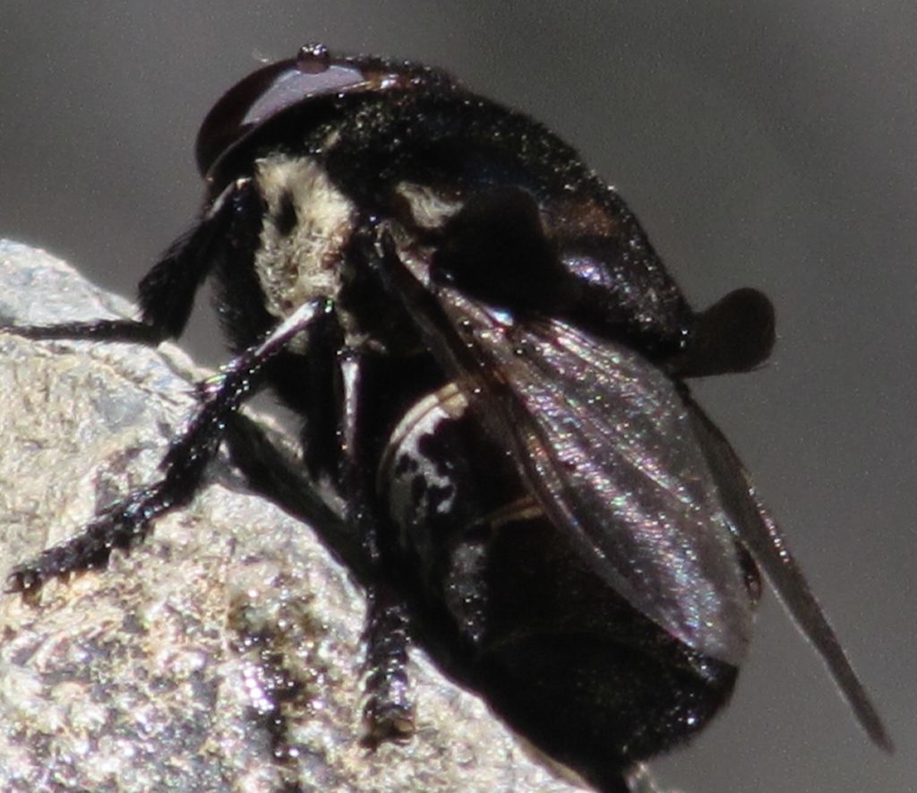 Glire Bot Flies from Pine Canyon, Big Bend National Park, TX on May 2 ...