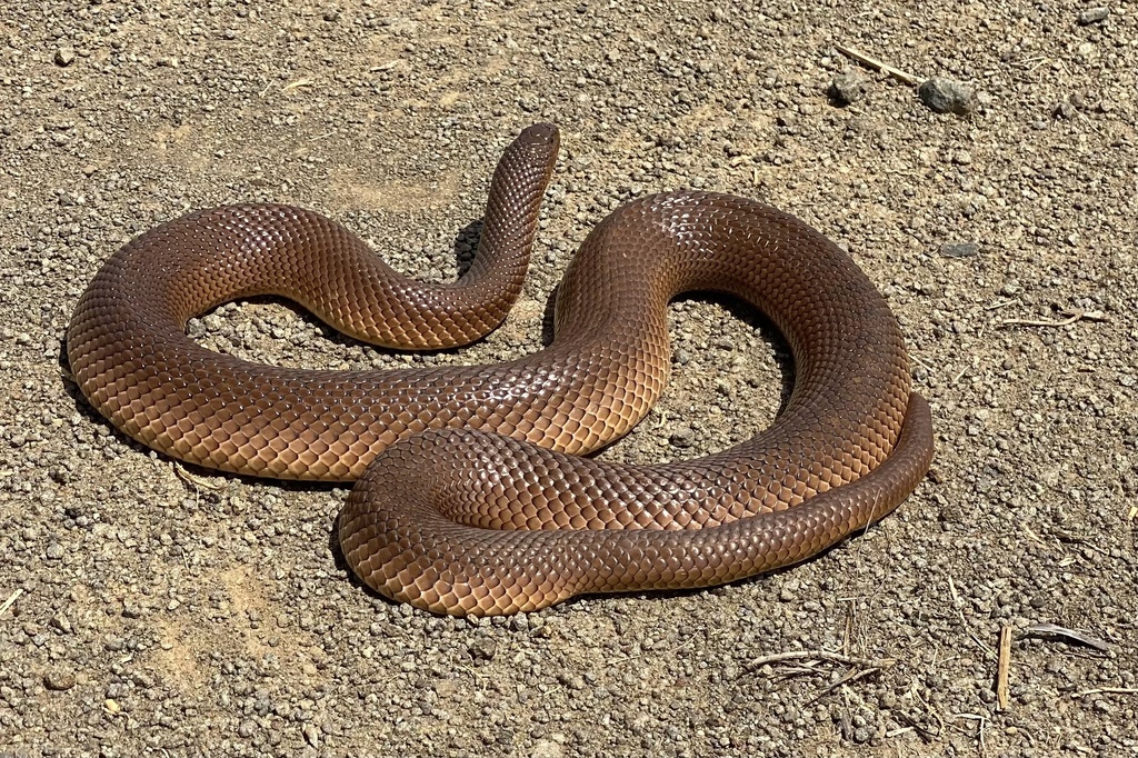 Mole Snake from FS, ZA on February 13, 2022 at 02:29 PM by Siegwalt U ...