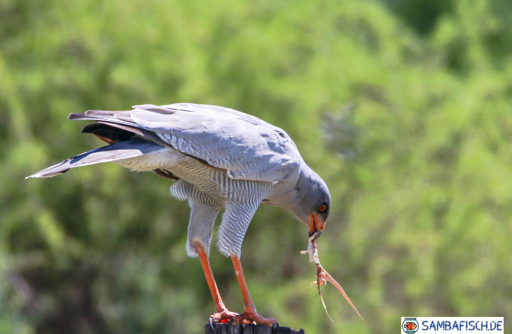 Silver Pale Chanting-Goshawk from Otjozondjupa, Namibia on February 8, 2022 at 11:01 AM by Roman ...
