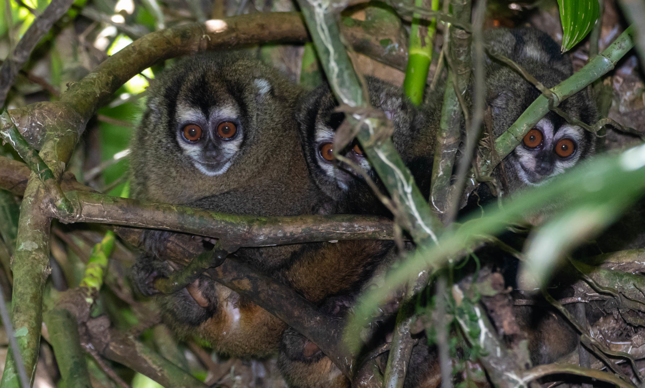 Aotus lemurinus I.Geoffroy Saint-Hilaire, 1843