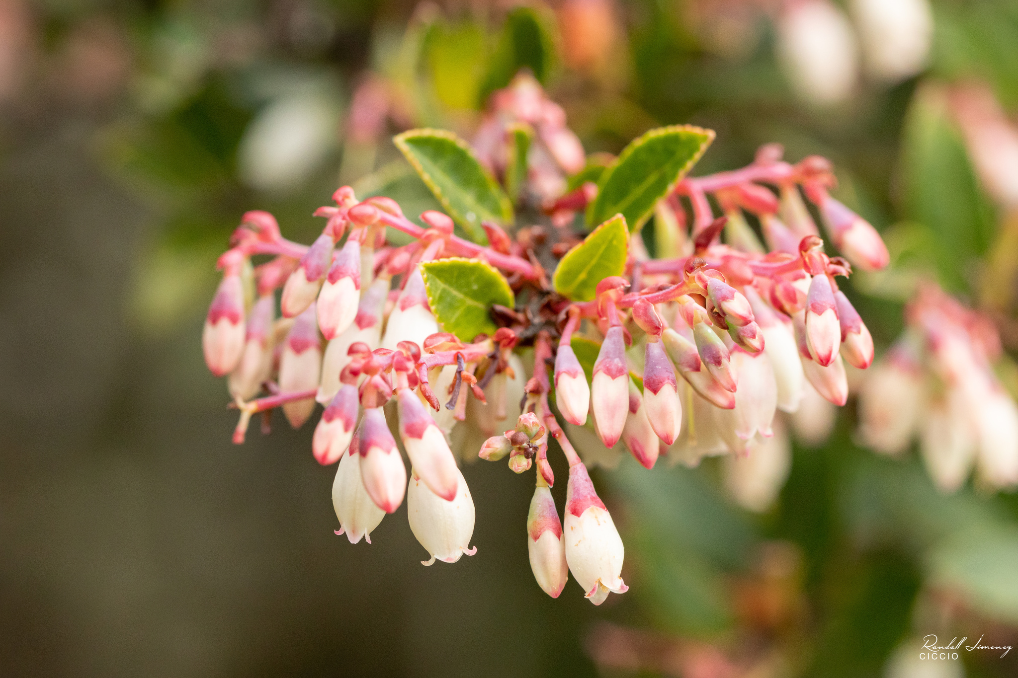 Vaccinium consanguineum Klotzsch
