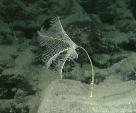 Family Hyocrinidae · iNaturalist United Kingdom