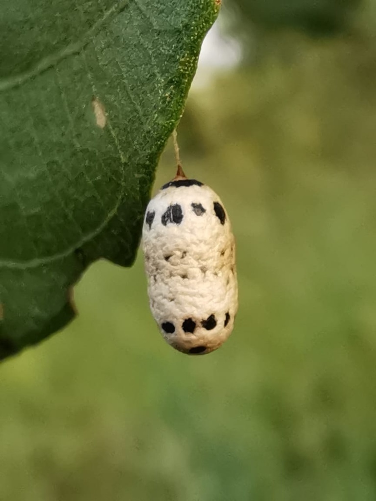 Charops from LP, ZA on February 9, 2022 at 08:04 AM by Dr. Kersey ...