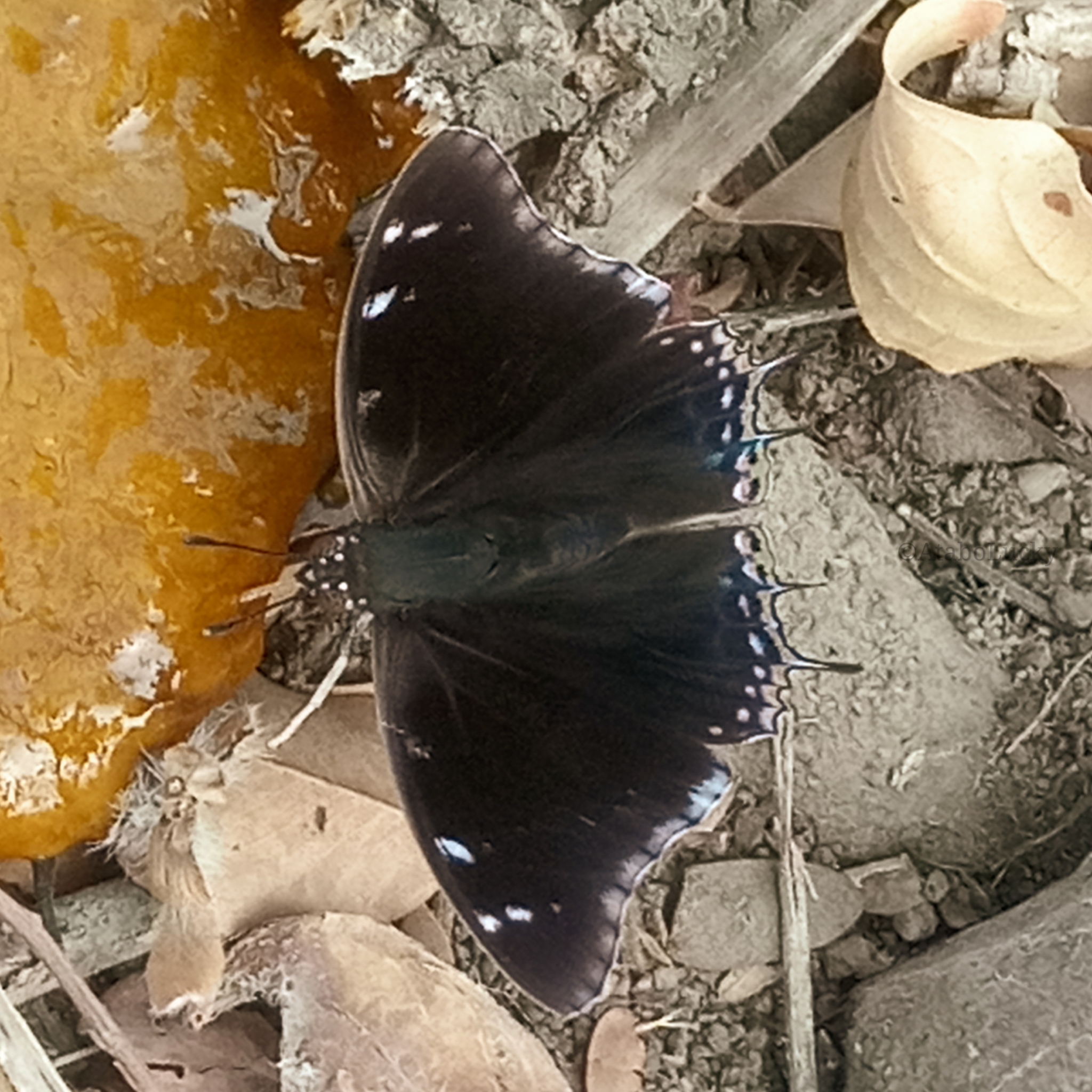 Charaxes viola Butler, 1865