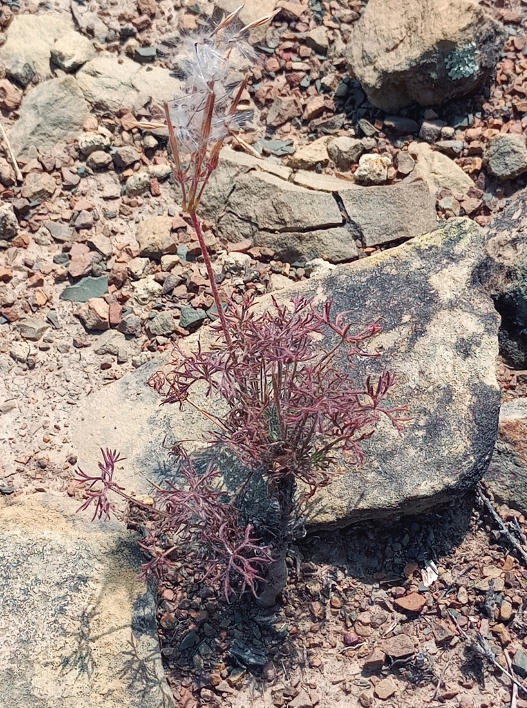 Pelargonium aridum from Western District, South Africa on February 13 ...