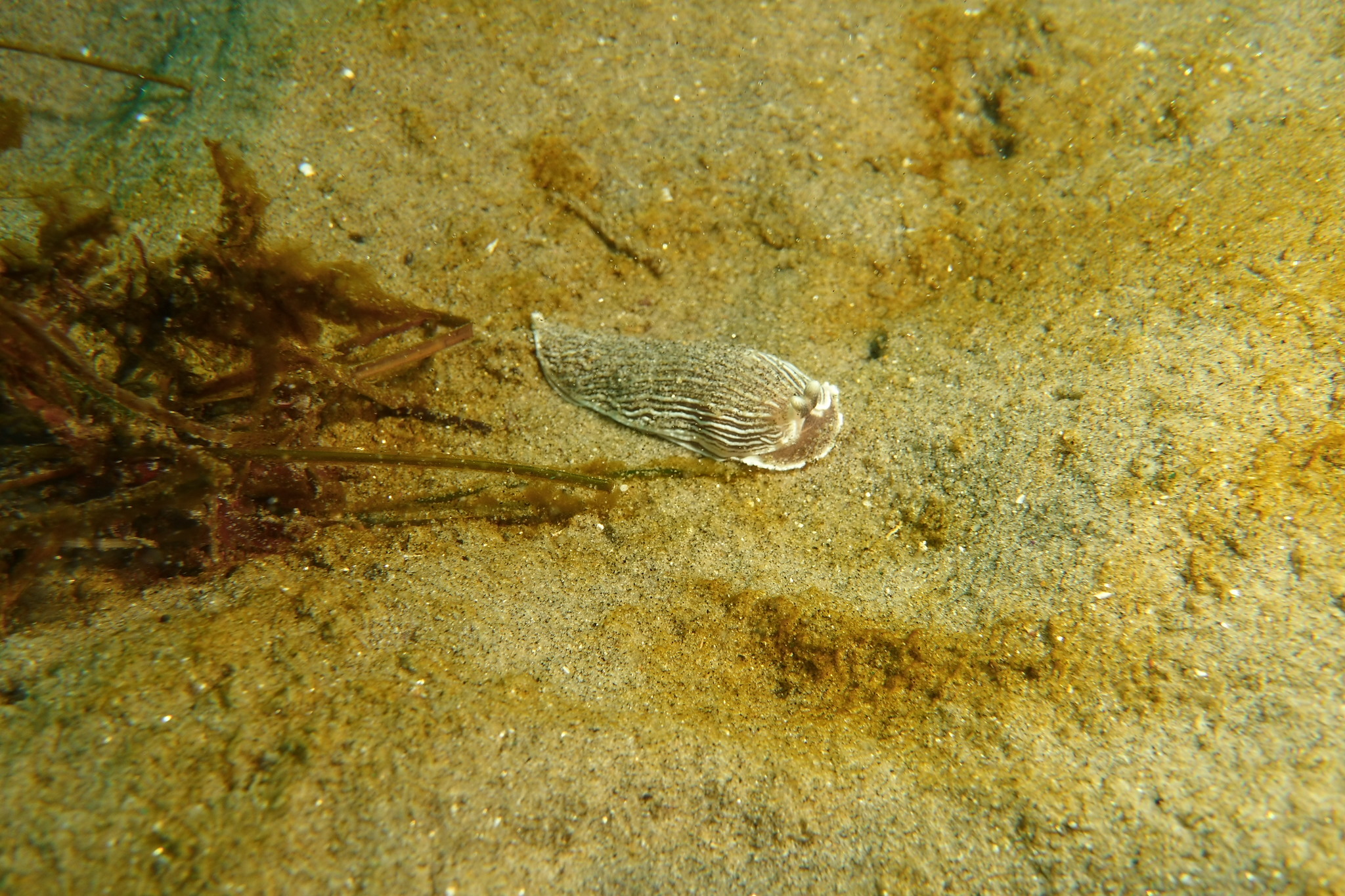 Armina californica (J.G.Cooper, 1863)