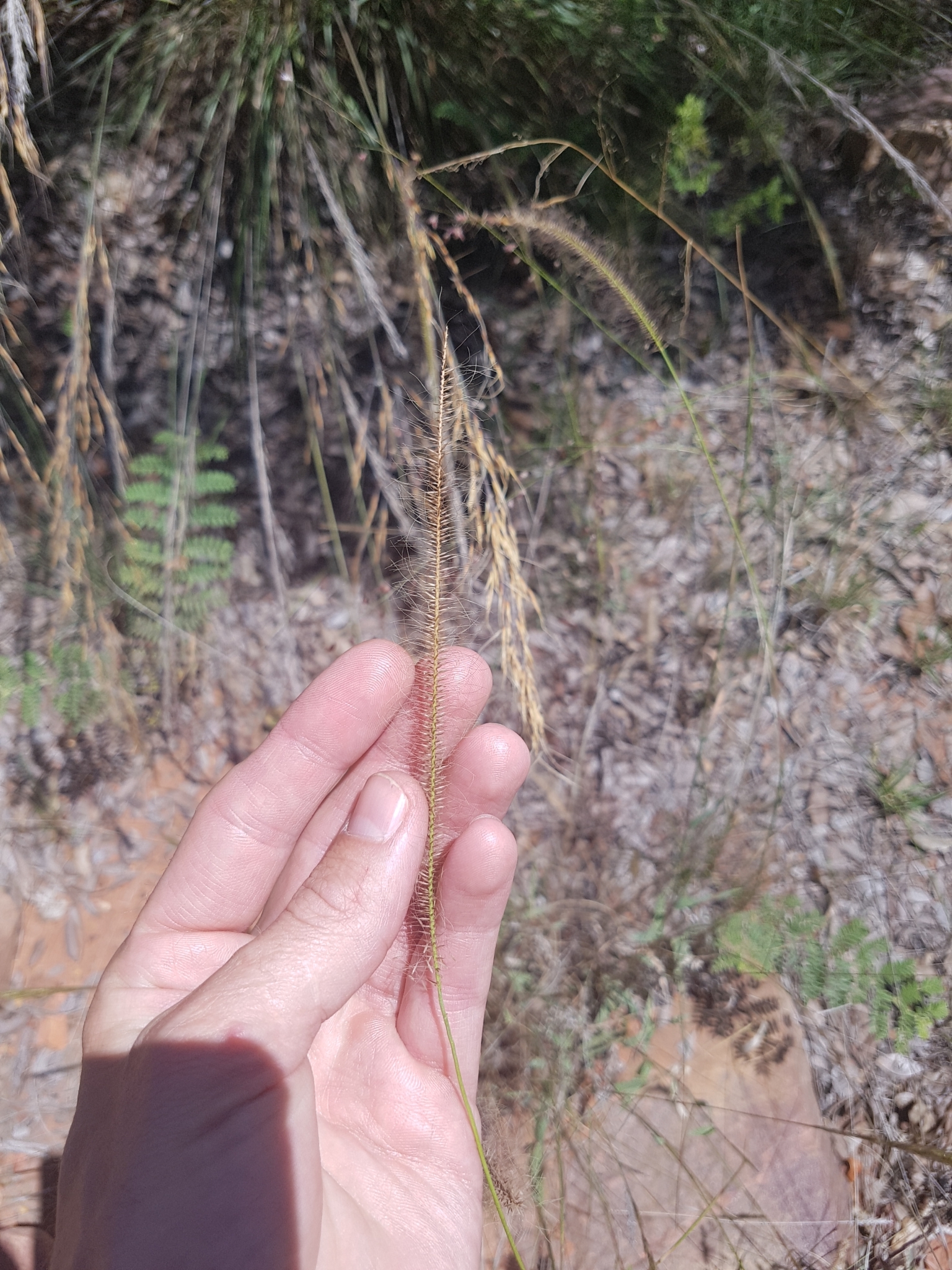 Perotis patens Gand.