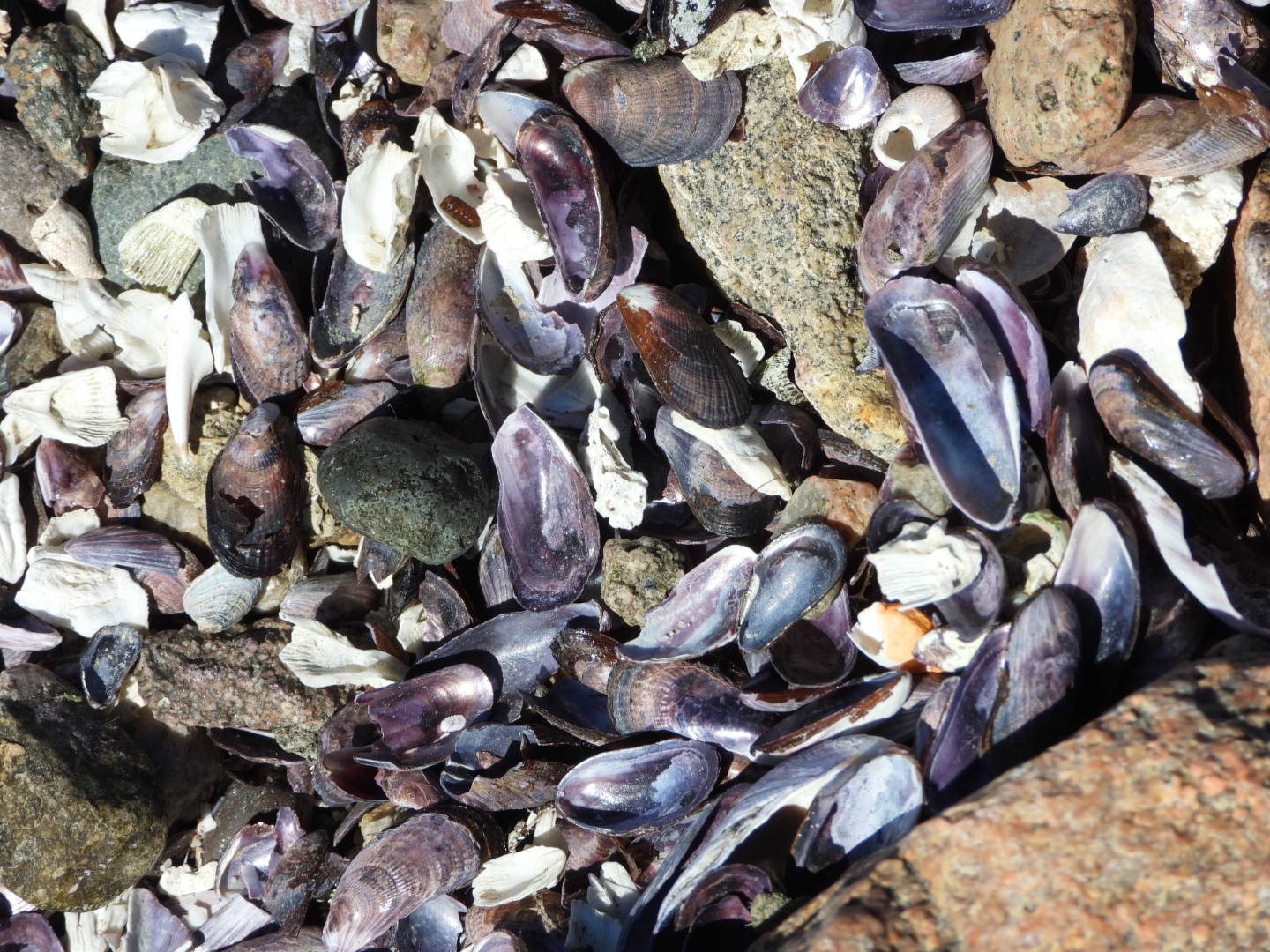 Brachidontes rodriguezii (d'Orbigny, 1842)