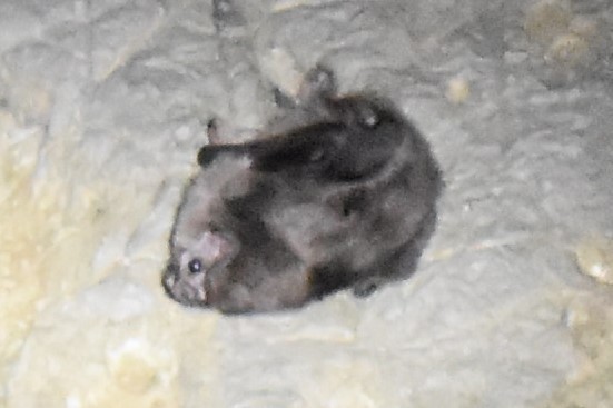 Hairy-legged Vampire Bat from Rioja, Perú on December 18, 2020 at 11:08 ...