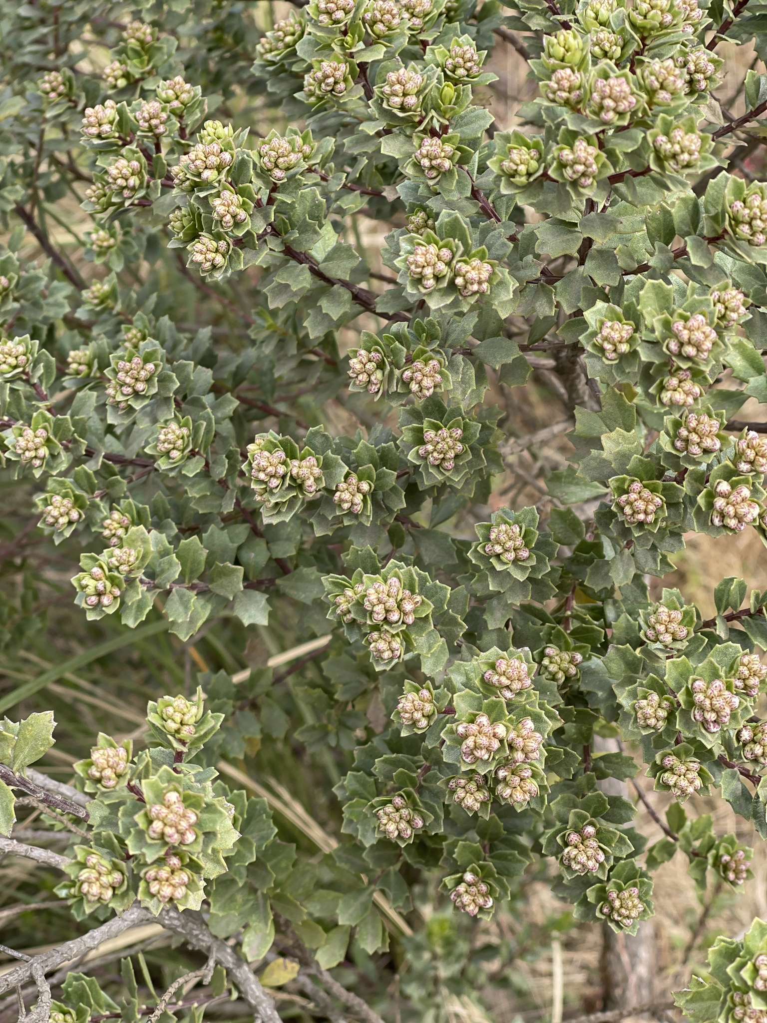 Baccharis conferta Kunth