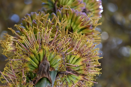 Observations by huracan · iNaturalist