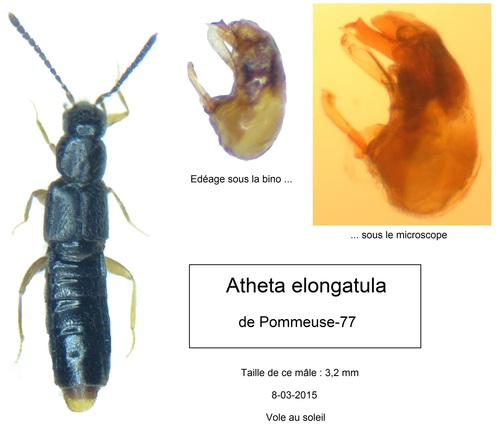 Atheta elongatula · iNaturalist
