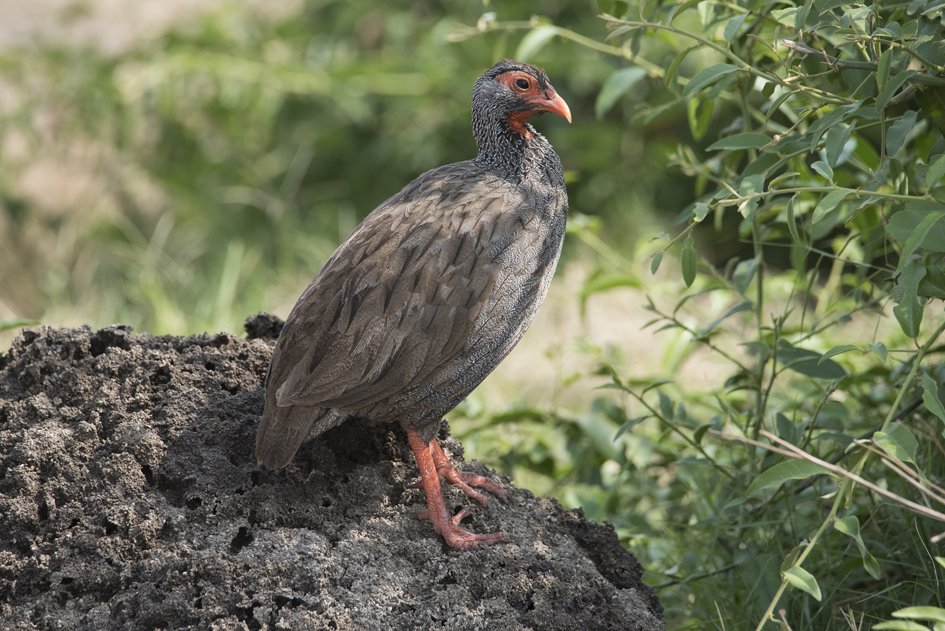 Pternistis afer (Statius Muller, 1776)
