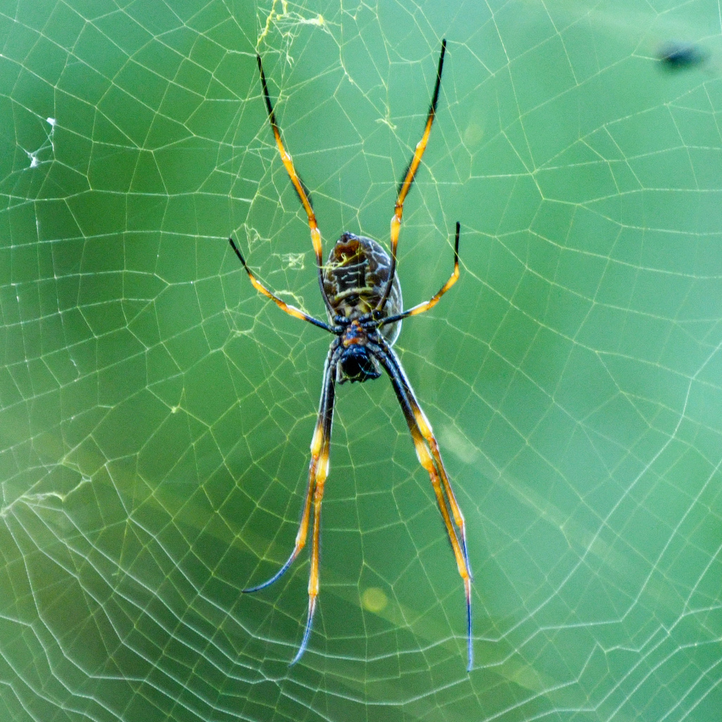 Tiger Spider from Enoggera Reservoir QLD 4520, Australia on February 13 ...