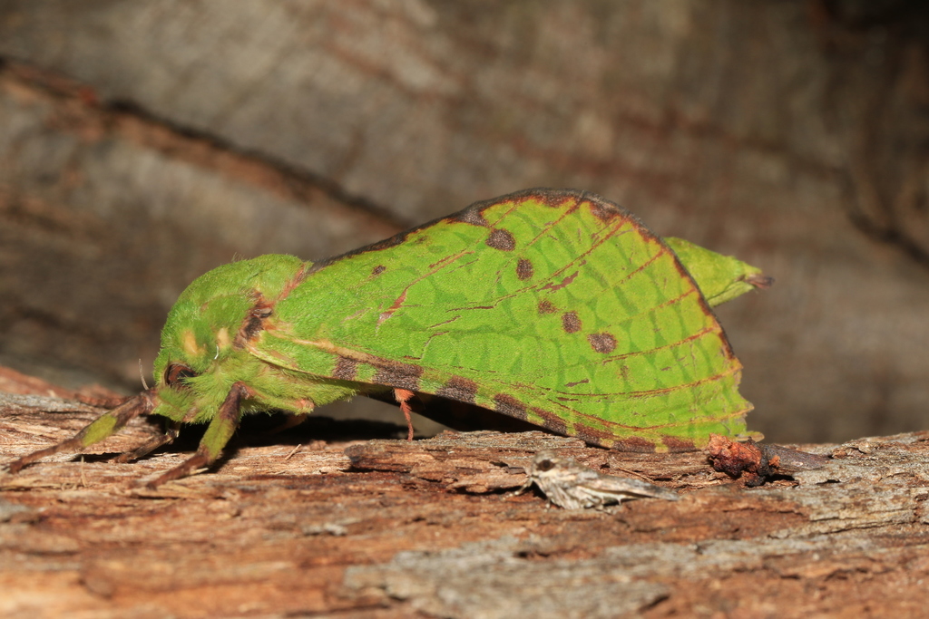 Blackburn's Splendid Ghost Moth from Australia on February 12, 2022 at ...