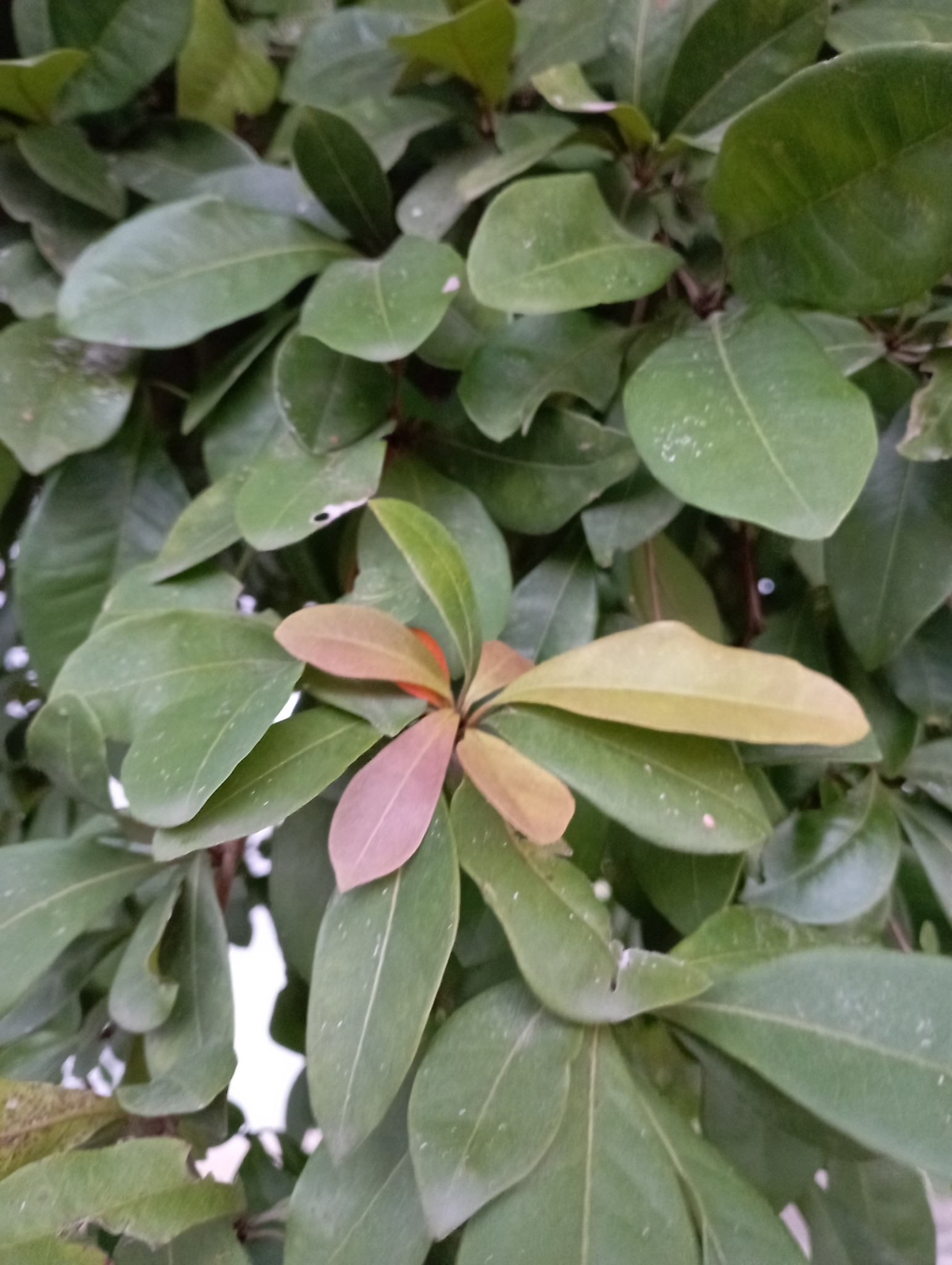 Terminalia buceras (L.) Wright