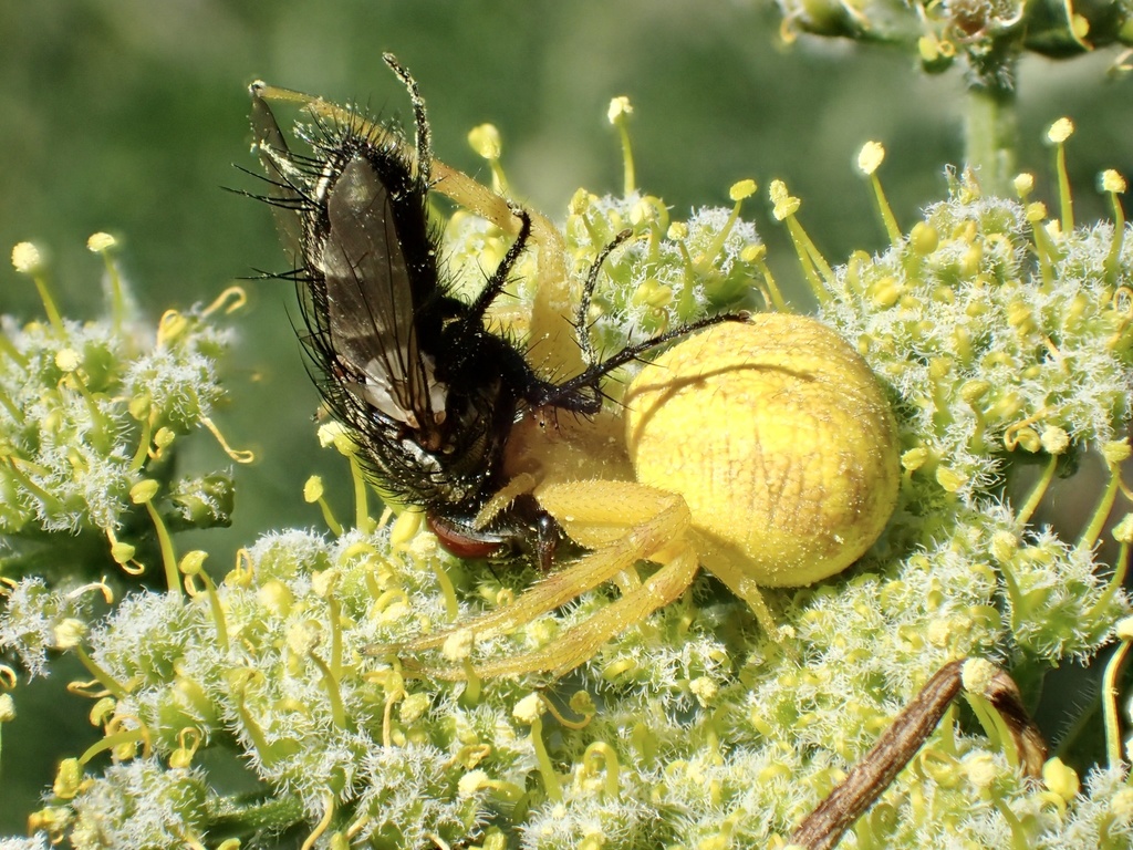 Mecaphesa from Ronald W. Caspers Wilderness Park, San Clemente, CA, US ...