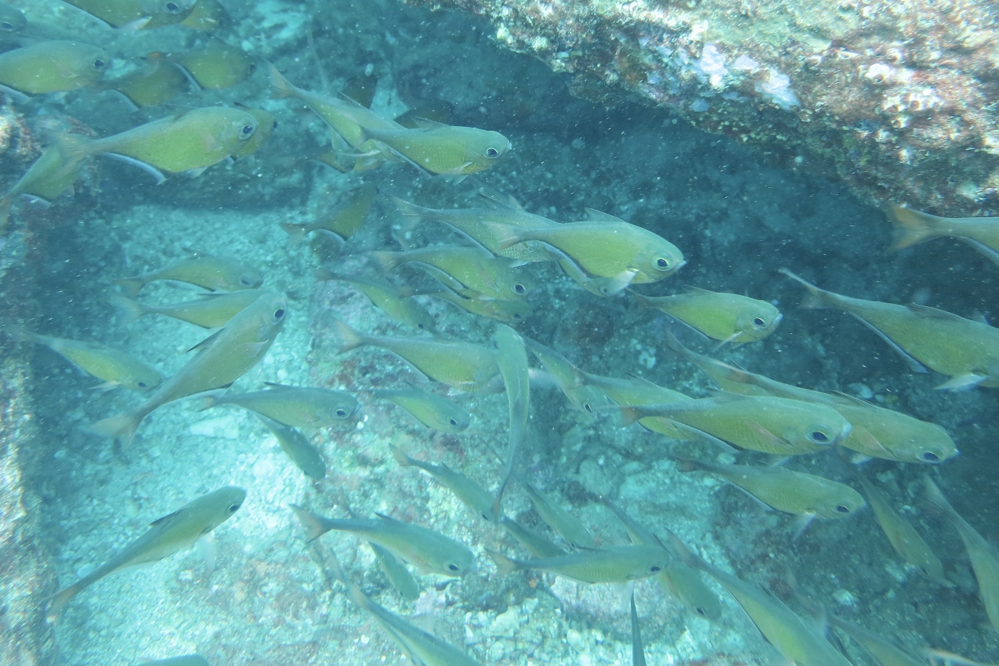 Pempheris adusta Bleeker, 1877