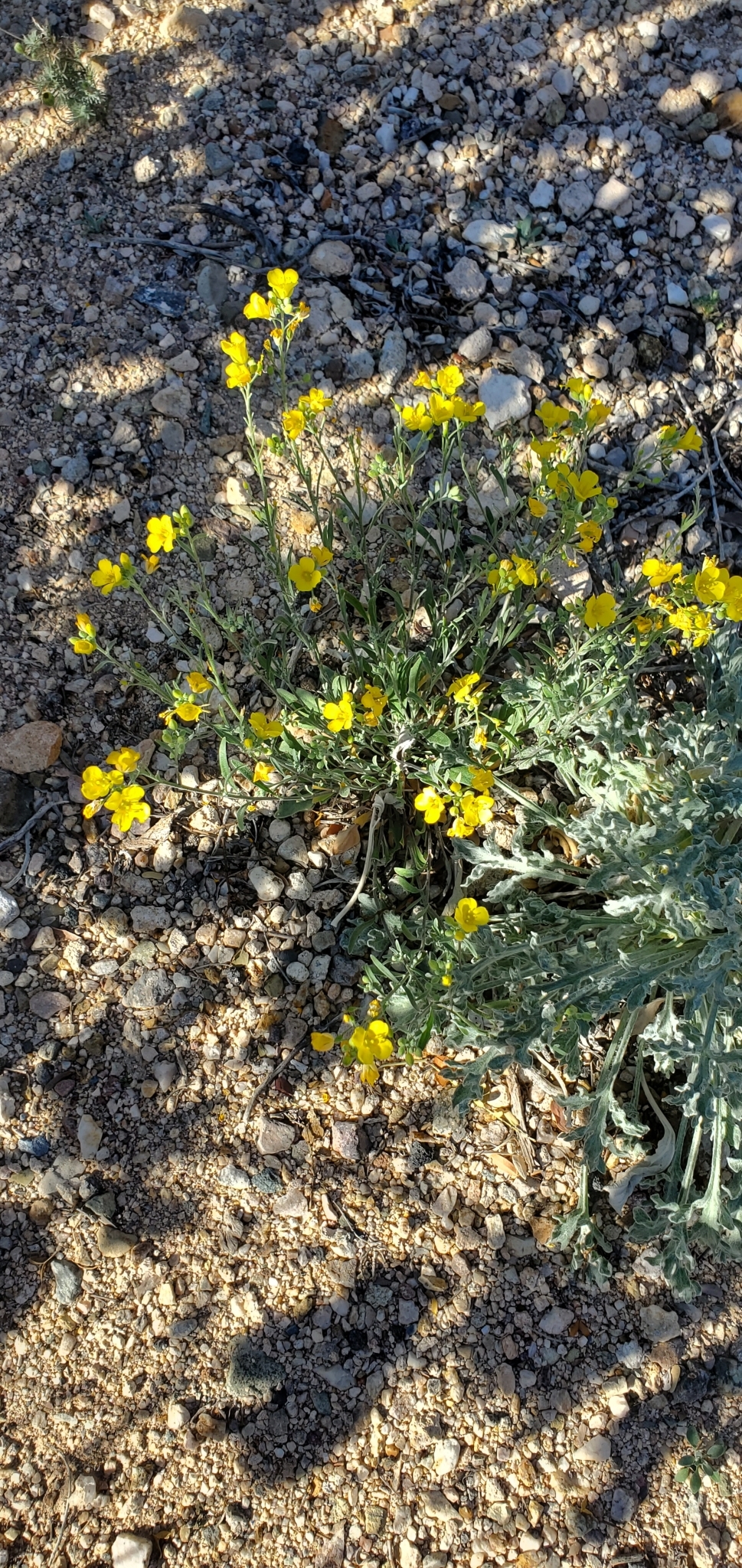 Physaria gordonii (A.Gray) O'Kane & Al-Shehbaz