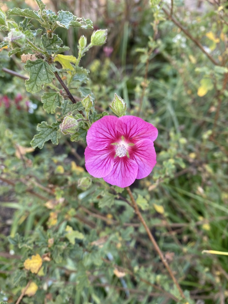 Tree Mallow from Carleton St, Berkeley, CA, US on February 13, 2022 at ...