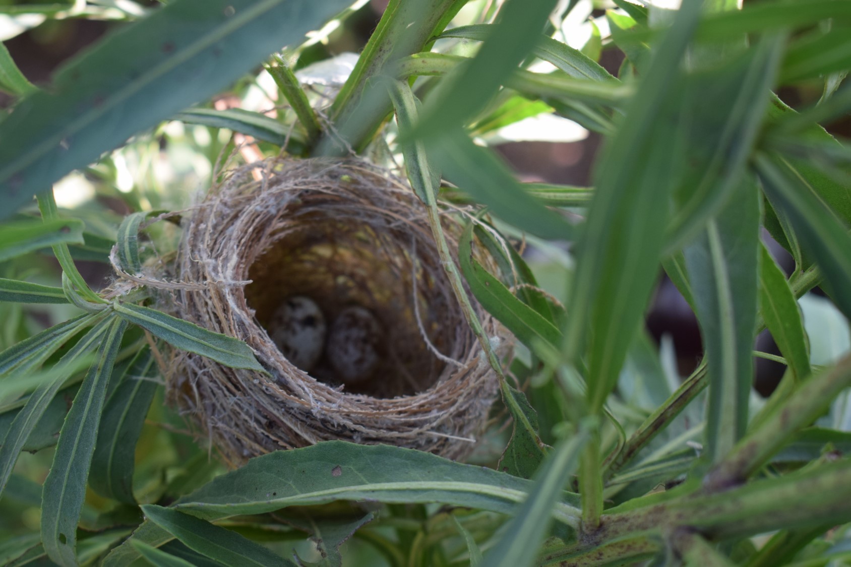 Sporophila ruficollis Cabanis, 1851
