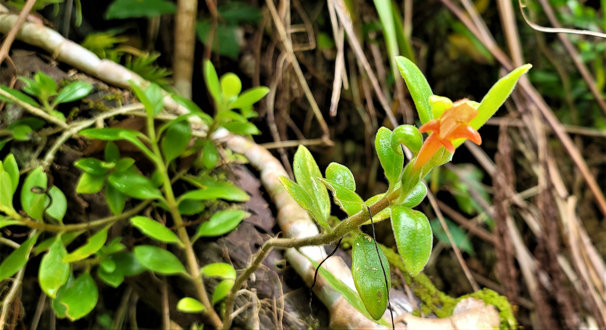 Columnea scandens L.