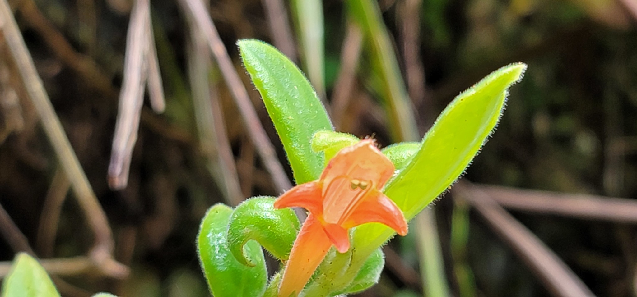 Columnea scandens L.