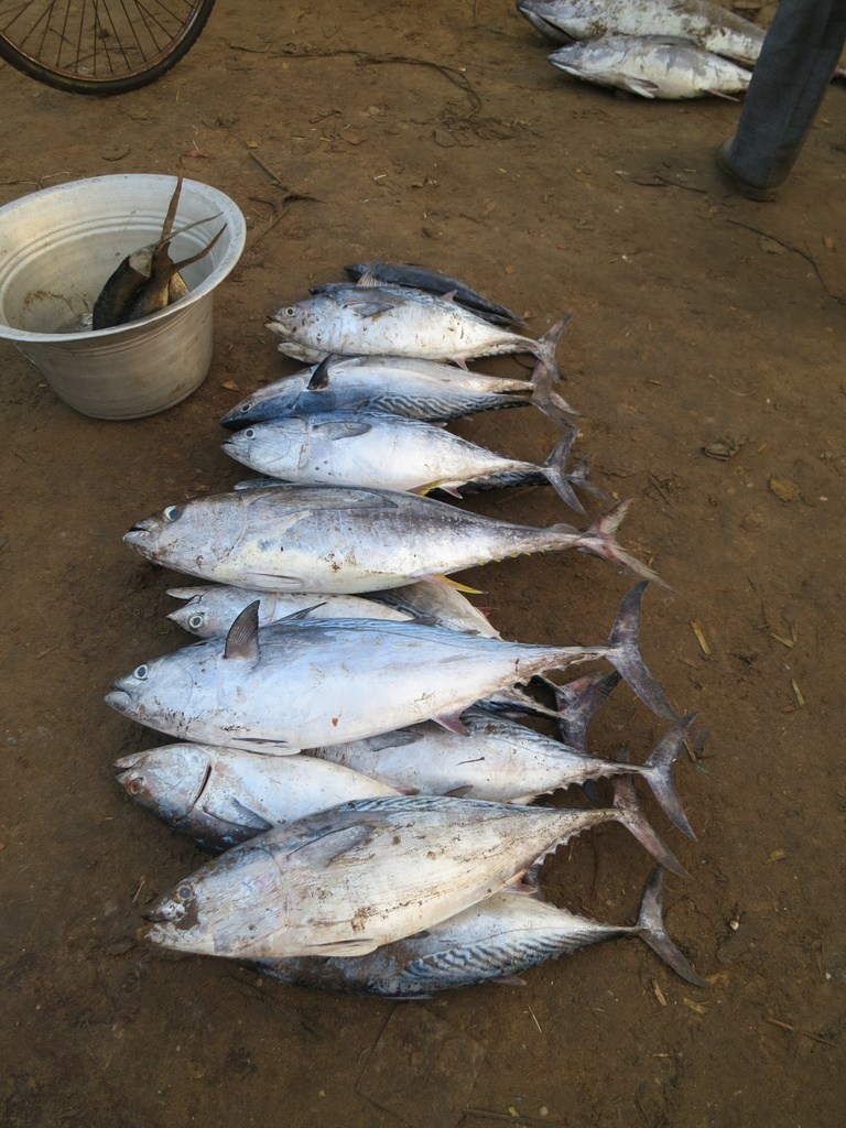 Mackerel Tuna from Kakinada Port, Kakinada, AP, IN on 21 February, 2015 ...