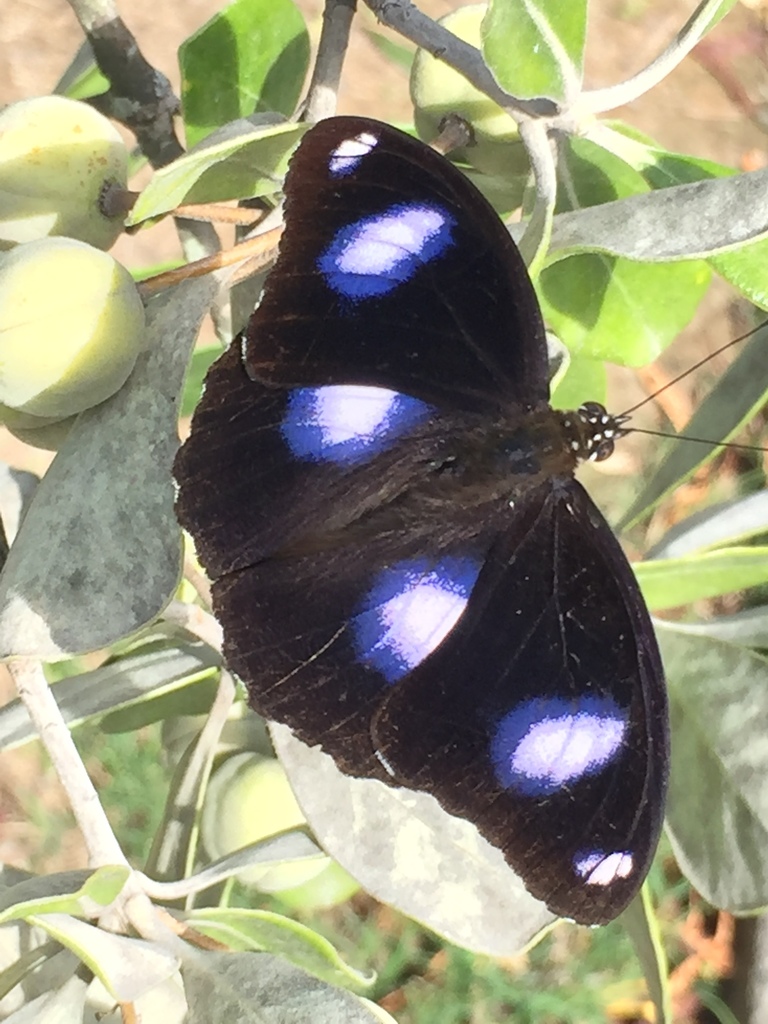 Blue Moon Butterfly from Auckland, New Zealand on February 14, 2022 at ...