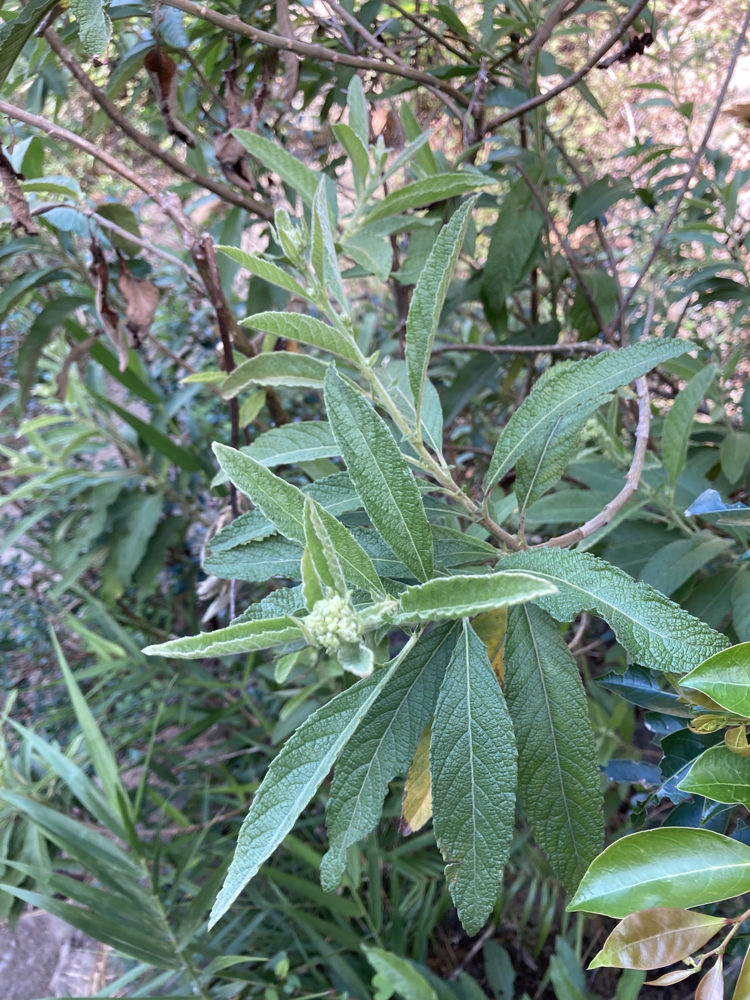 Blumea balsamifera (L.) DC.