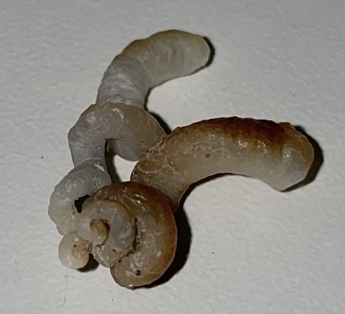 Florida Worm Snail from Caribbean Sea, Colon, PA on February 12, 2022 ...