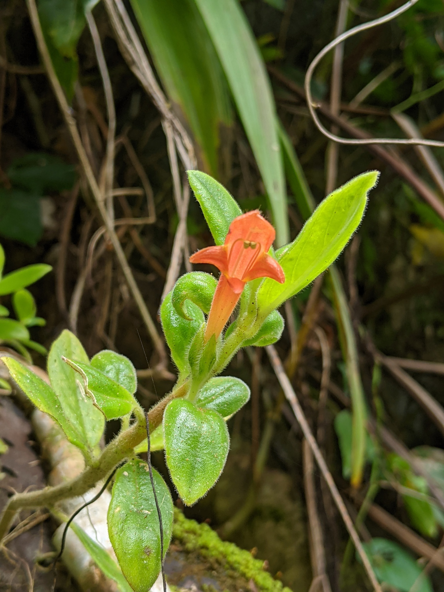 Columnea scandens L.