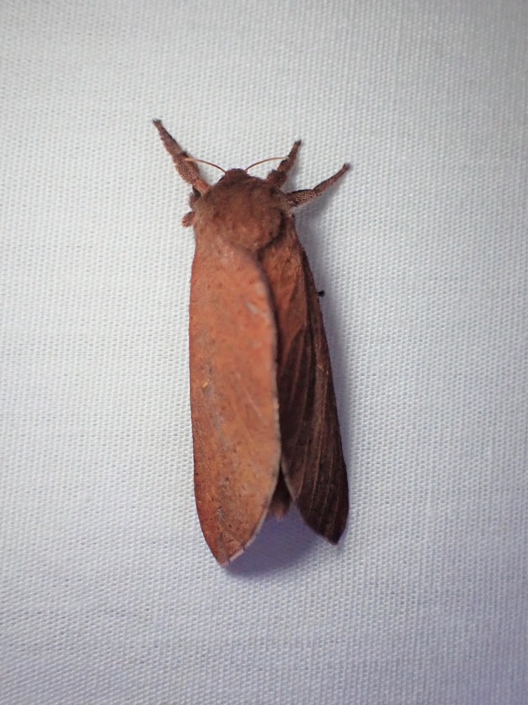 Elhamma australasiae from Melbourne VIC, Australia on February 13, 2022 ...