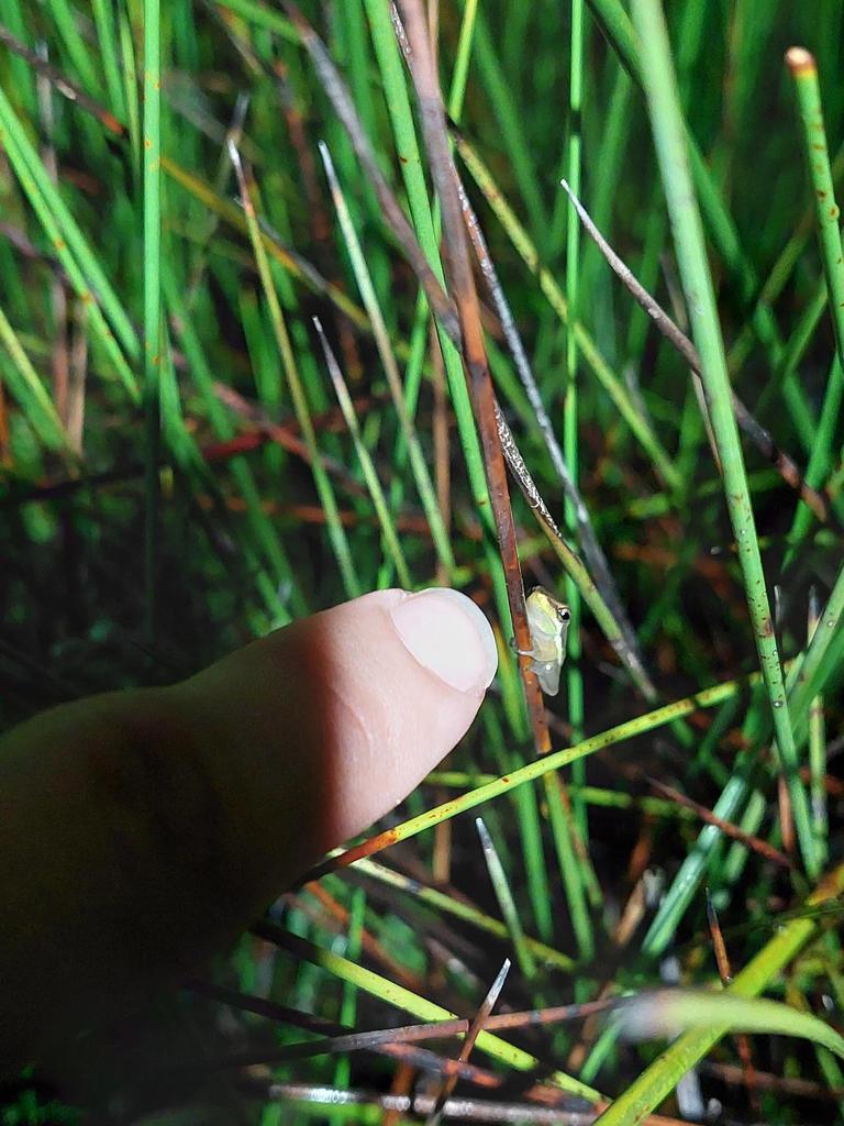 Olongburra Tree Frog in February 2022 by Daniel. teeny · iNaturalist
