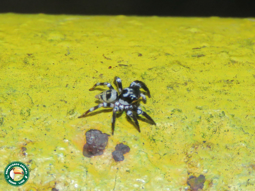 Corythalia drepane · 愛自然-臺灣(iNaturalist Taiwan)