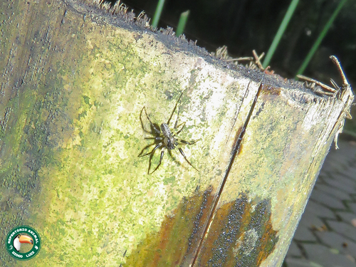 Alpaida septemmammata · iNaturalist